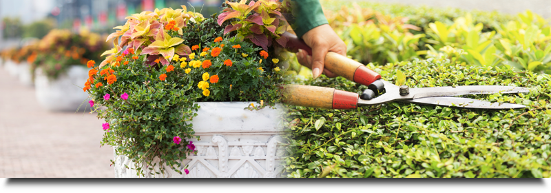 Penta Landscape Pte Ltd. 20yrs in Landscaping