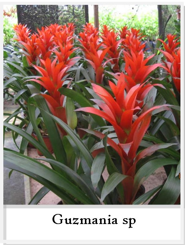 Seasonal Plants