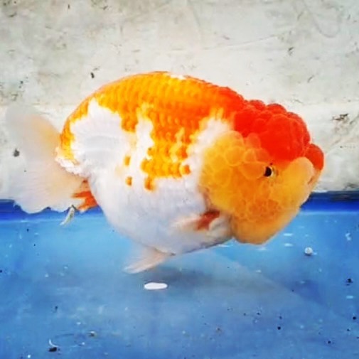 NK Farm Singapore Goldfish Palace @ HDB The Beo Crescent