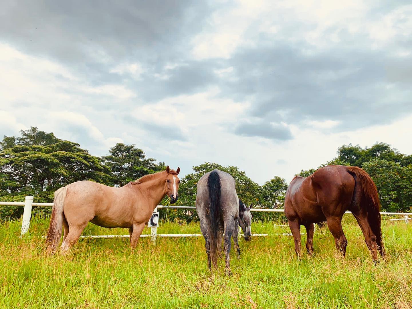 Horsecity Gallop Stable @ Horse Garden - Horsecity